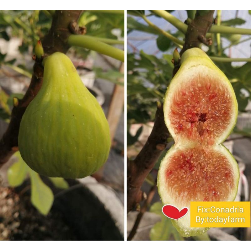 มะเดื่อฝรั่ง Conadria (โคนาเดรีย)Fig Tree | Shopee Thailand