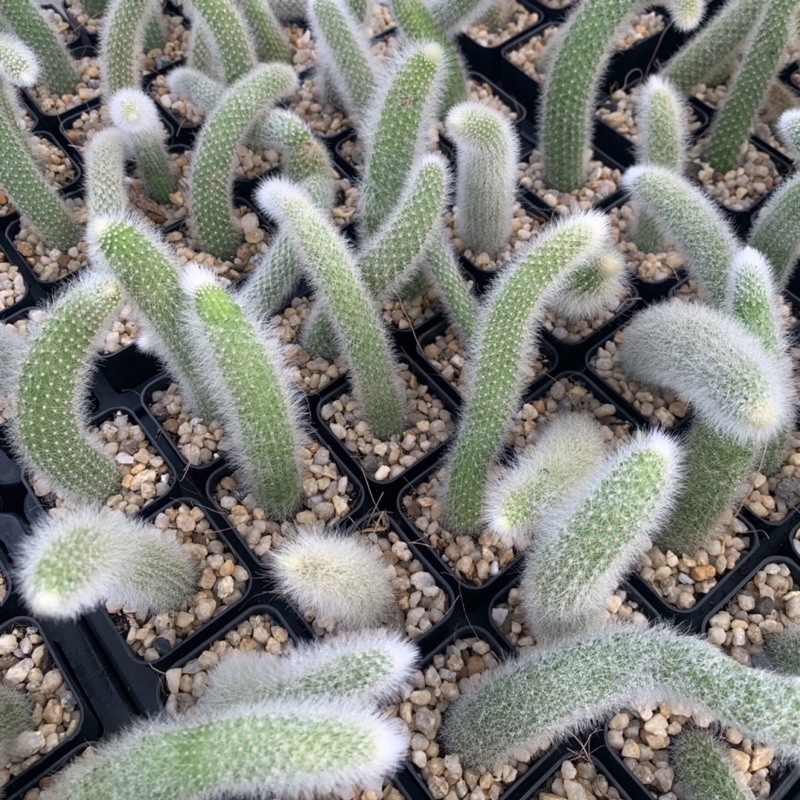 หางลิง แคคตัสหางลิง 39 บาท หางลิงดอกสีส้ม แคคตัส | Shopee Thailand