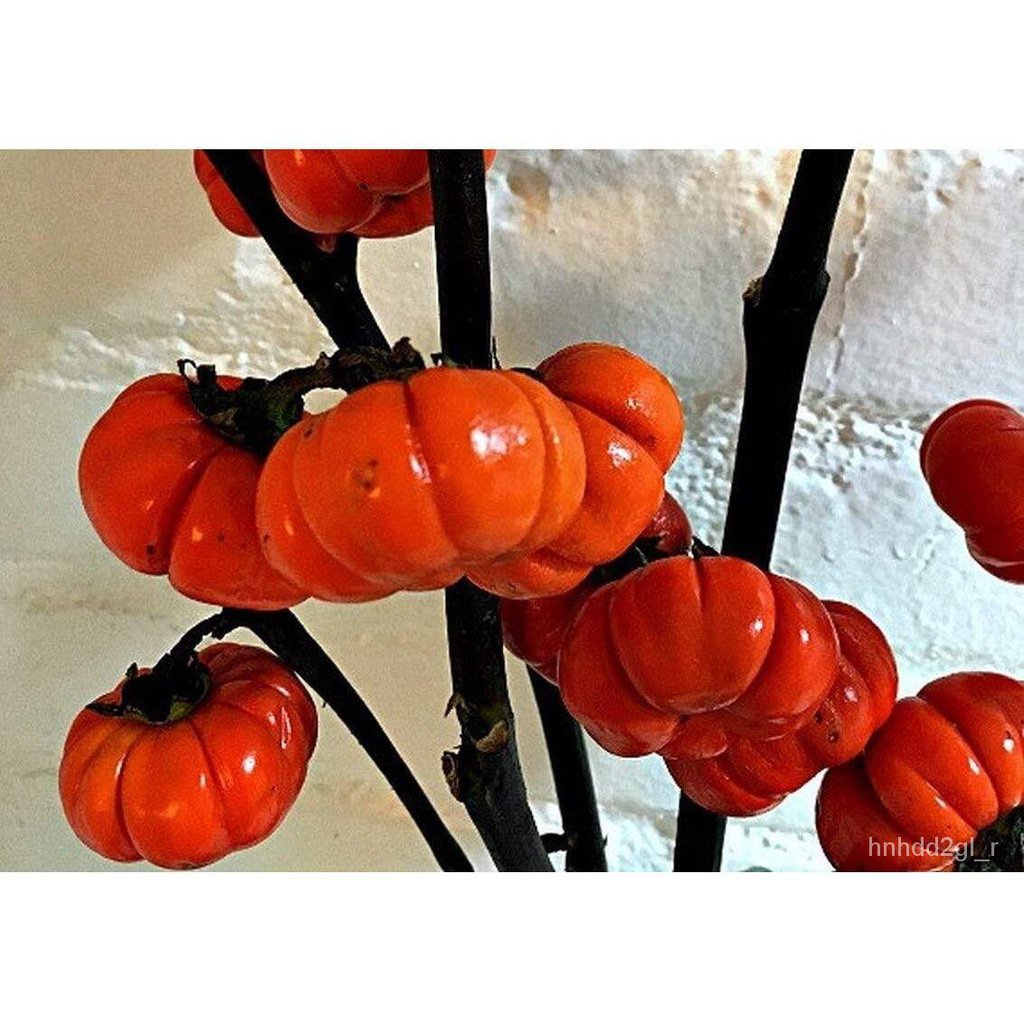 ผลิตภัณฑ์ใหม่ เมล็ดพันธุ์ 202220 เมล็ดอวบอ้วน เมล็ด มะเขือพวง มะเขือ ...