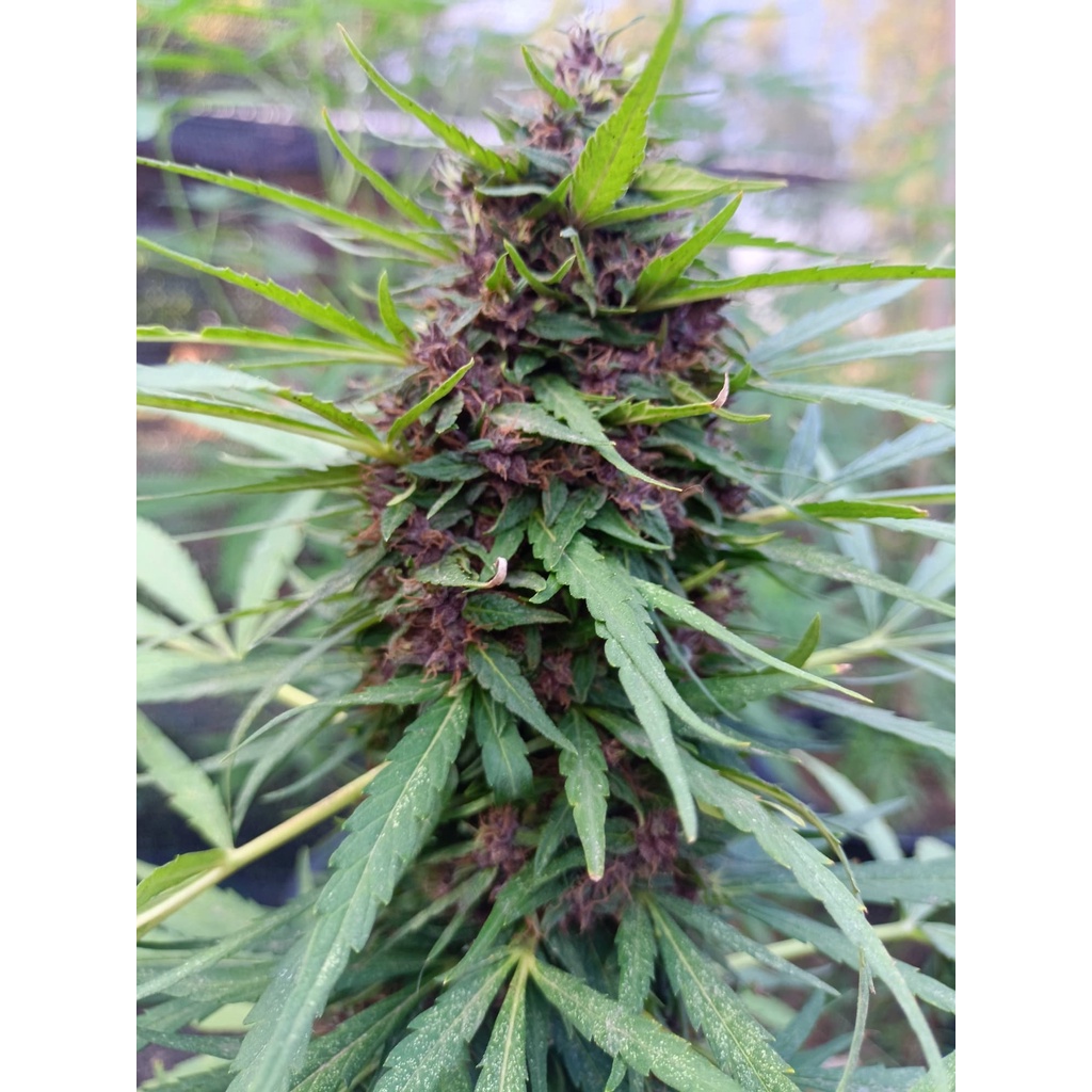 ต้นแม่เมล็ดค่าย สายพันธุ์นำเข้า Black maria purple คัดเพศเมีย | Shopee ...