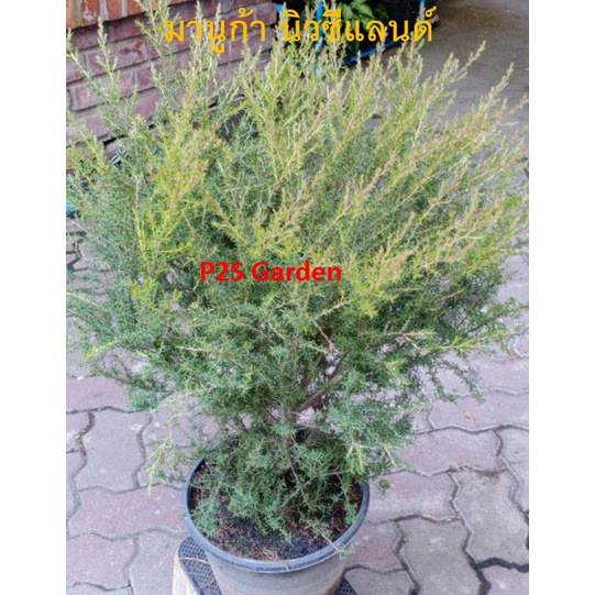 MANUKA HONEY TEATREE - Leptospermum scoparium / 10" pot ต้นมานูก้า ...