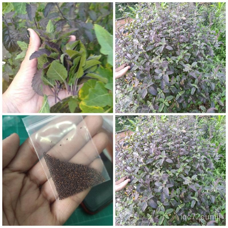 1000 red basil seeds GIWR | Shopee Thailand
