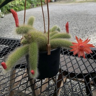 (ซื้อ6แถม1/10แถม2) แคคตัสหางลิง หางกระรอก ตัดสด หางลิง ดอกสีส้ม ...