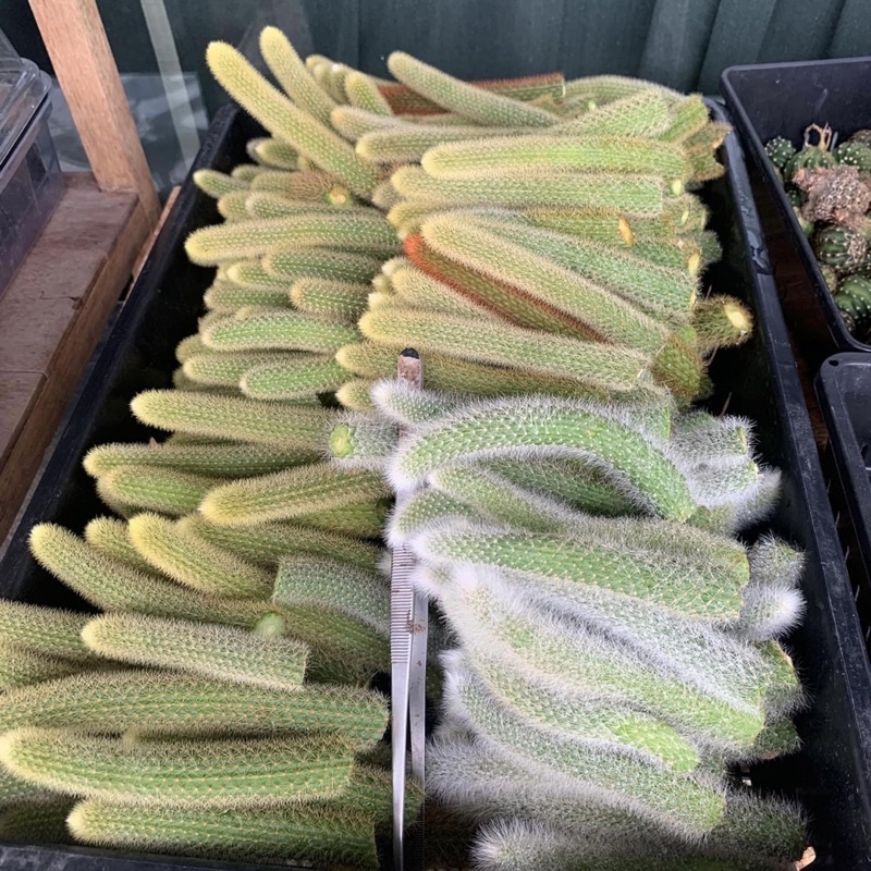 (ซื้อ6แถม1/10แถม2) แคคตัสหางลิง หางกระรอก ตัดสด หางลิง ดอกสีส้ม ...