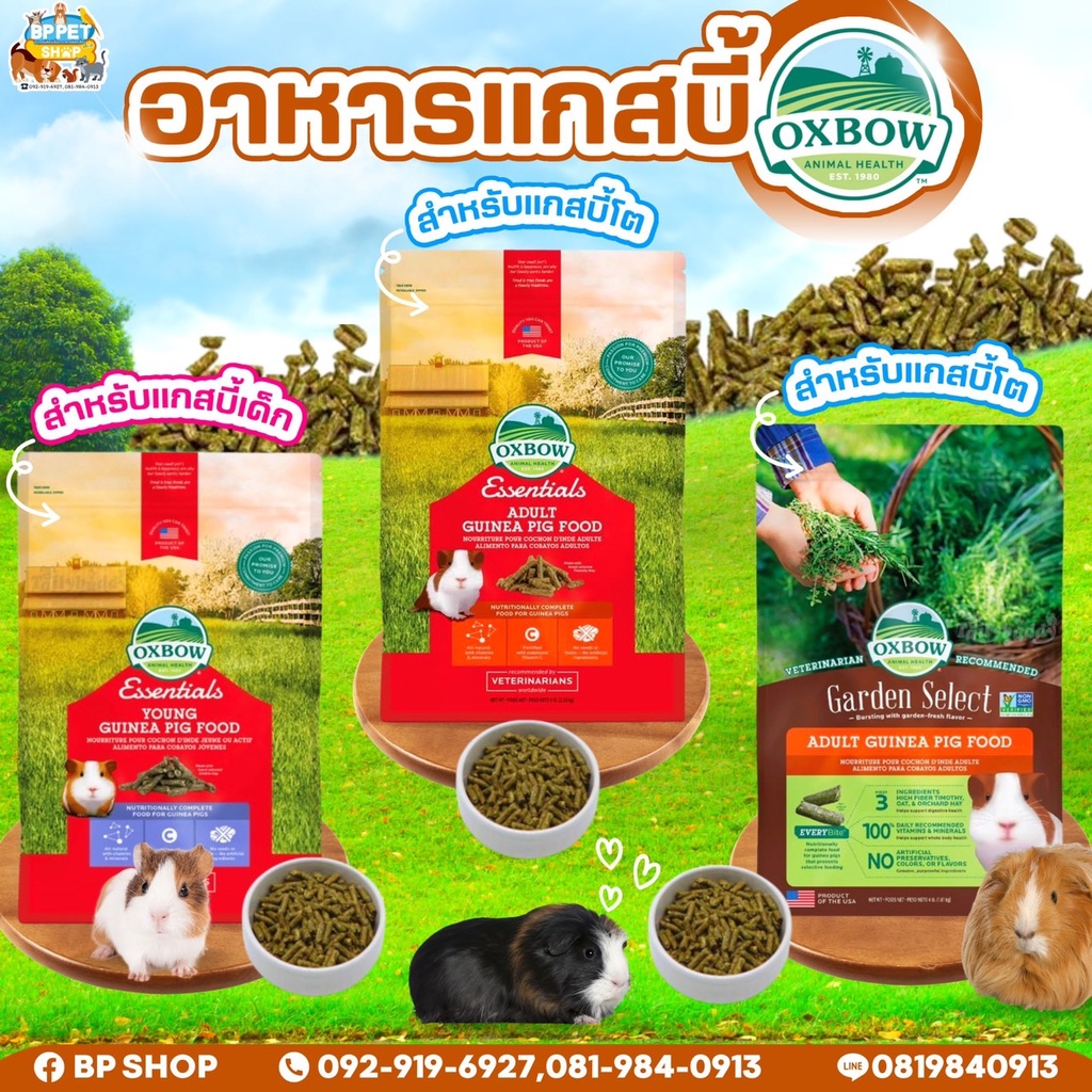 (IPshop) Oxbow Guinea Pig อาหารเม็ดสำหรับแกสบี้โต แกสบี้เด็ก และ สูตร ...