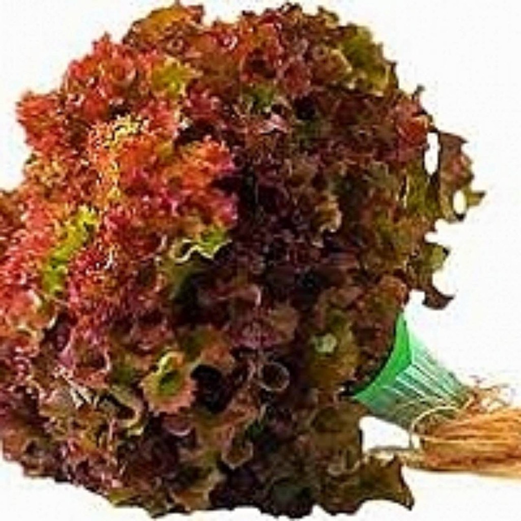 เรด คอรัล red coral 500 pills(ไม่เคลือบ) | Shopee Thailand