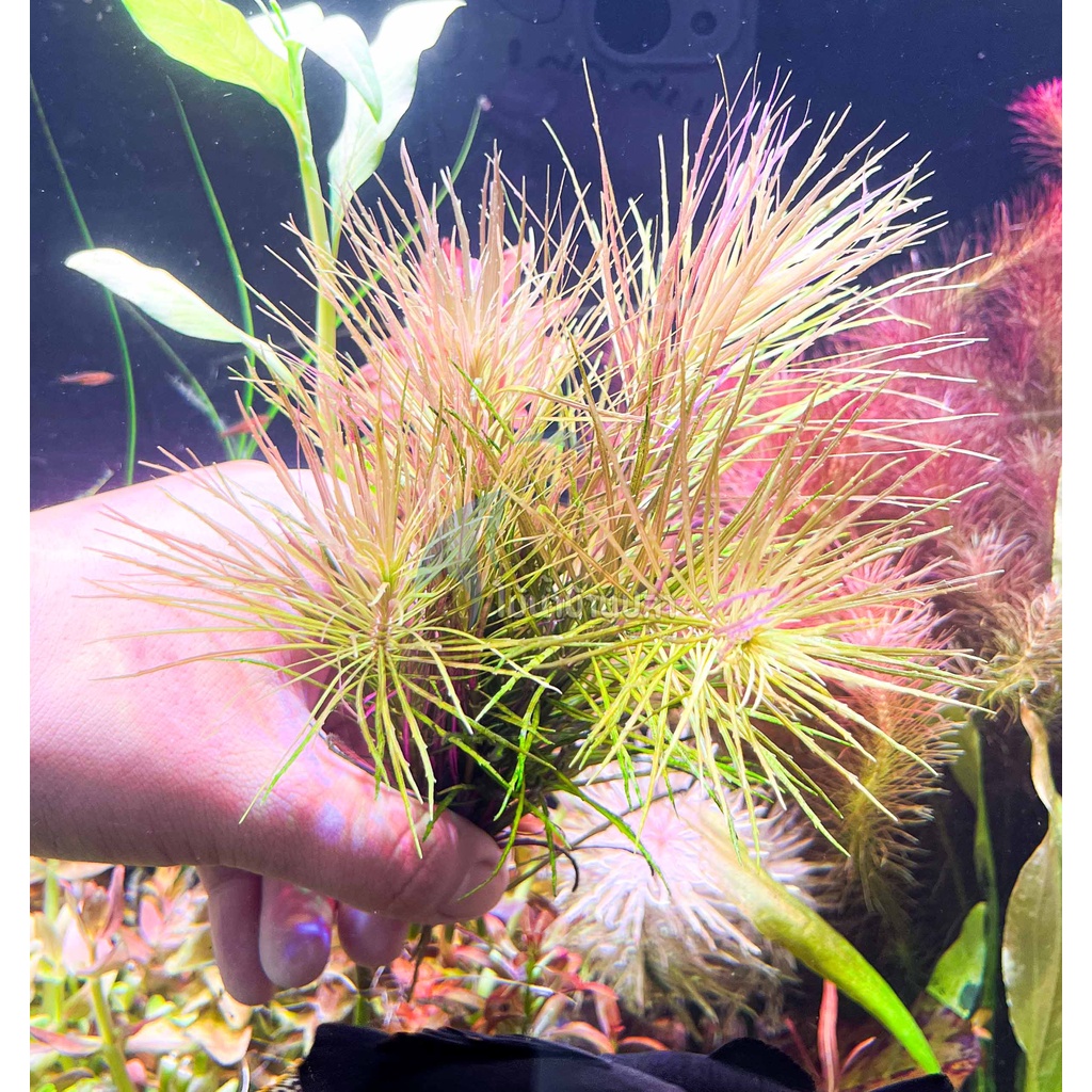 ต้นไม้น้ำ ฝอยดาว Pogostemon stellatus Dassen | Shopee Thailand