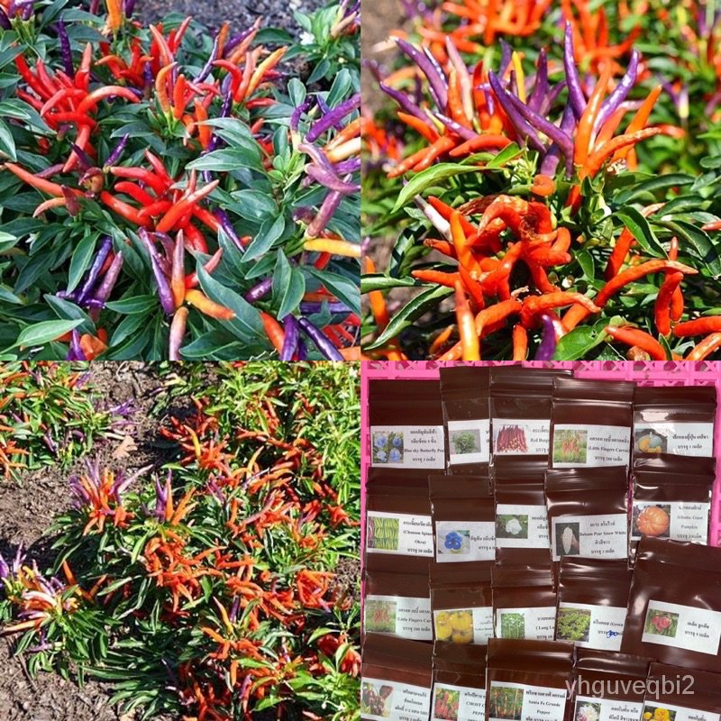 （คุณภาพสูง เมล็ด）เมล็ดพันธุ์ พริกไฟร์เวิร์ค พริกประดับ Fireworks Pepper ...