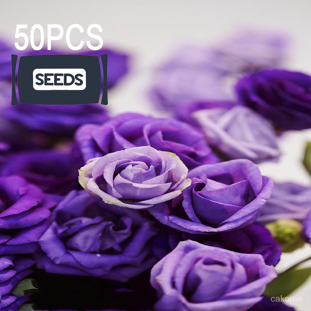 Local Spot Seeds24H Delivery COD 50 PCS Multi Petals Purple Rose Seeds ...