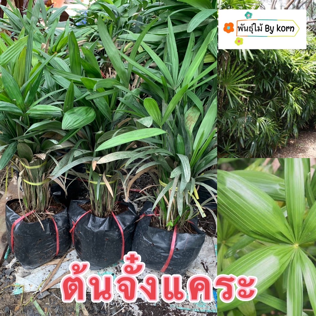 ต้นจั๋งแคระ ไม้ฟอกอากาศ สูง 40-60 cm. 1ถุงมี10-12ต้น พร้อมส่ง | Shopee ...