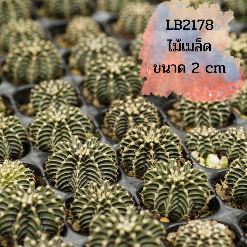 แคคตัส LB2178 แท้ ไม้เมล็ด ขนาด 2 cm ขึ้นไป | Shopee Thailand