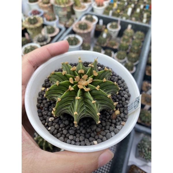 LB2178 ไซส์แม่พันธุ์ LB แท้ 100% | Shopee Thailand