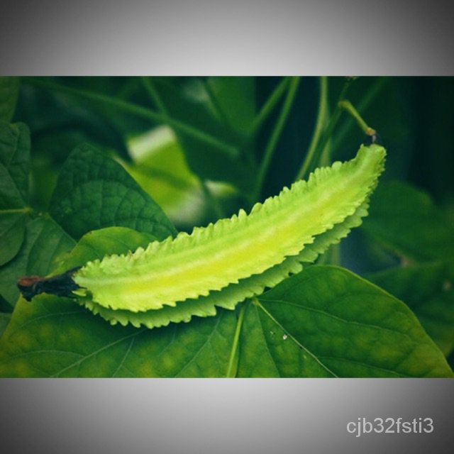（คุณภาพสูง เมล็ด）☘️เมล็ดถั่วพู ปลูกง่าย งอกไว เมล็ดคุณภาพ จำนวน 5เมล็ด ...