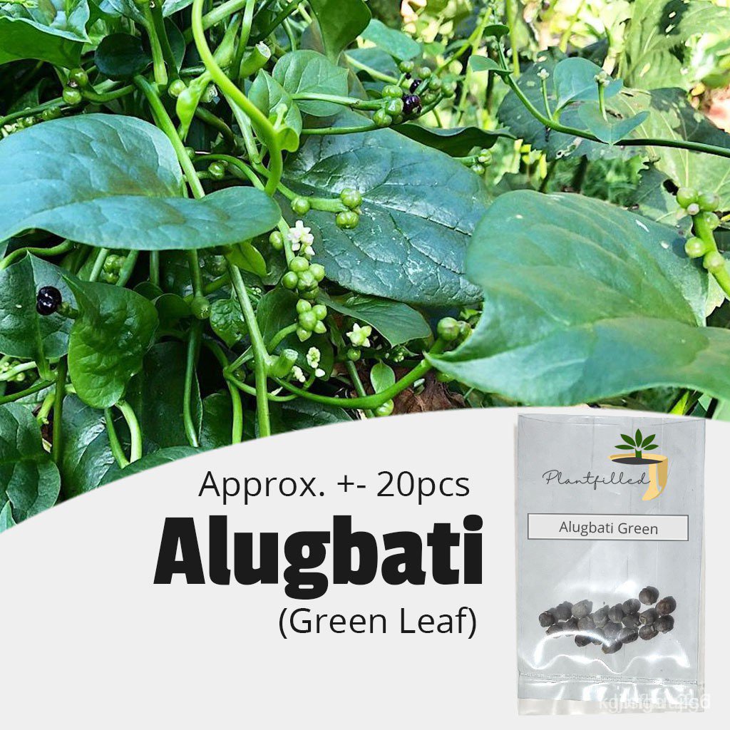 ผลิตภัณฑ์ใหม่ เมล็ดพันธุ์ จุดประเทศไทย [Plantfilled] Alugbati Green ...