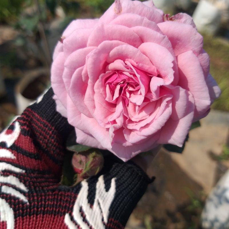 กุหลาบ "Yua rose, ยูอะ" หอมแรง ทรงพุ่ม *แท้ | Shopee Thailand