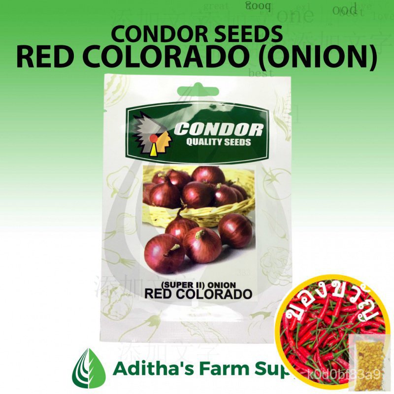 เมล็ด Condor: Red COLORADO (หัวหอม) 5ต้น/หมวก/ กึ๋ง/กระบองเพชร/ของเล่น ...