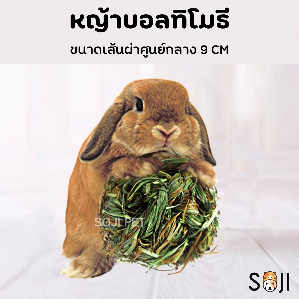 หญ้าบอลทิโมธี Timothy ball ของเล่นลับฟันสำหรับสัตว์ฟันแทะ ของเล่น ...