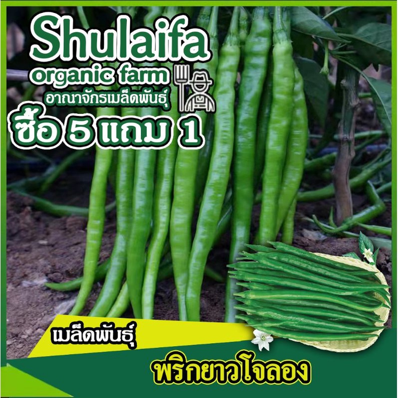 3แถม1เมล็ดพันธุ์พริกยาว โจลอง 100เมล็ด (เผ็ดหอม ลูกดก) เมล็ดพันธุ์พริก ...