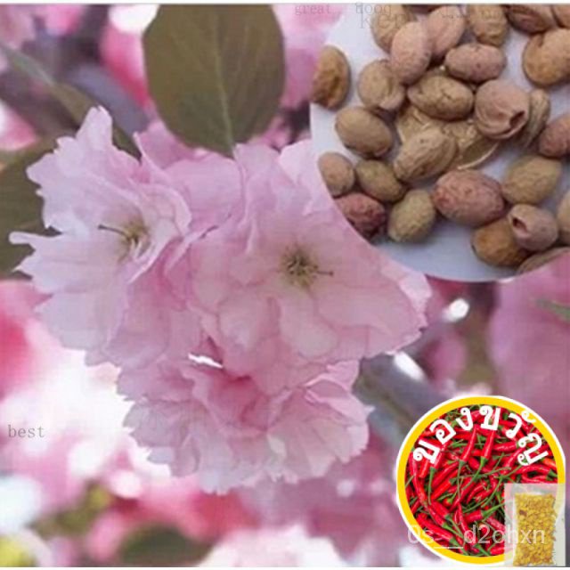 Kmax Ready Stock SAKURA seeds 1 Х แม่และเด็ก/ ก้าก/โปรง/ของเล่น/อัญมณี ...