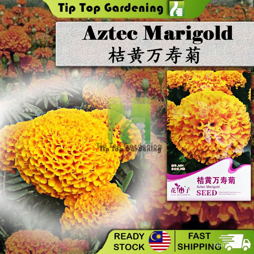 A004 aztec marigold Flower godess vigetable Flower Fruit herb SEED เม็ง ...