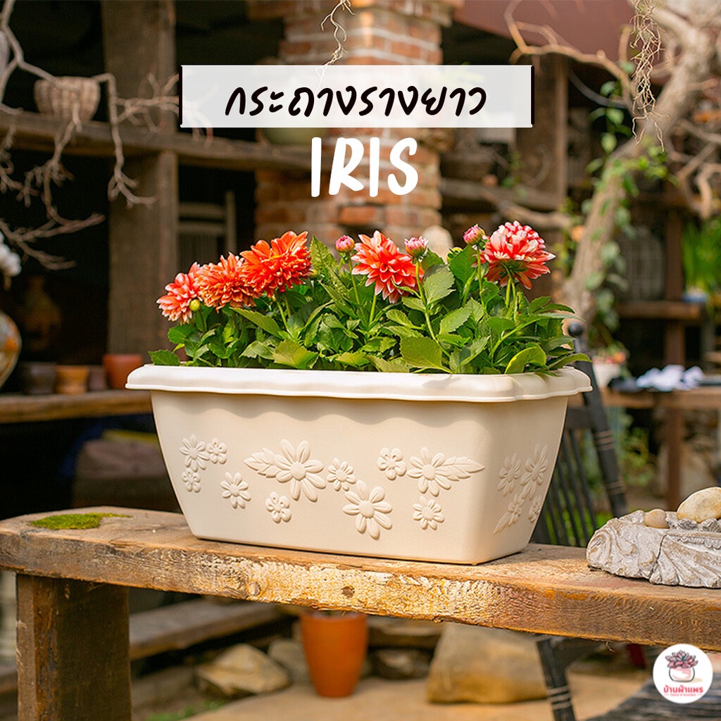กระถางรางยาว Iris กระถางพลาสติก แคคตัส กระบองเพชร ไม้อวบน้ำ Cactus&Succulent | Shopee Thailand