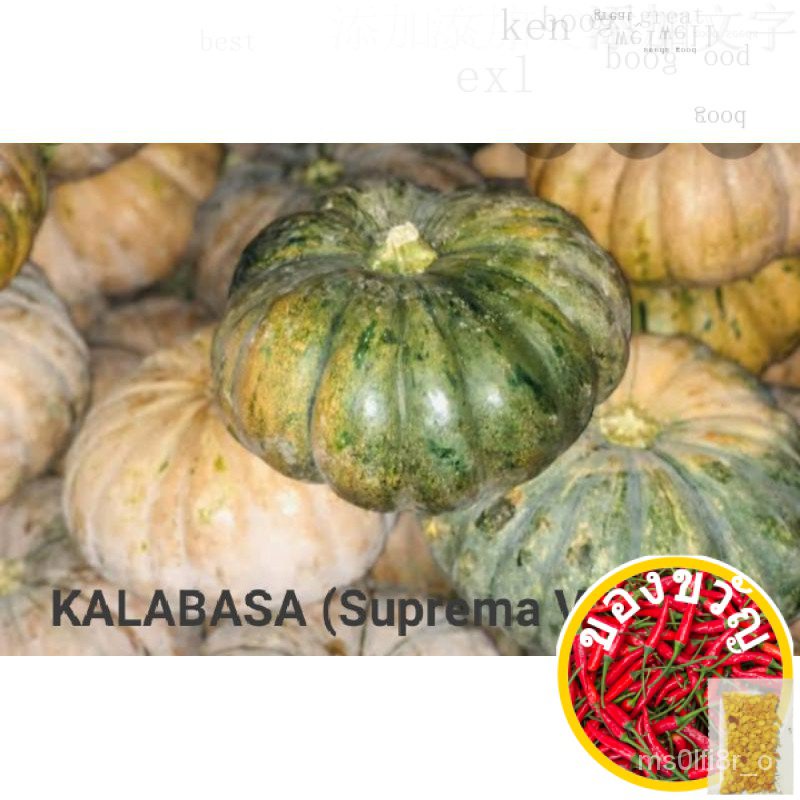 Kalabasa Seeds (Suprema Variety) สร้อยข้อมือ /Sup/top/tongqi/ เข็มขัด ...