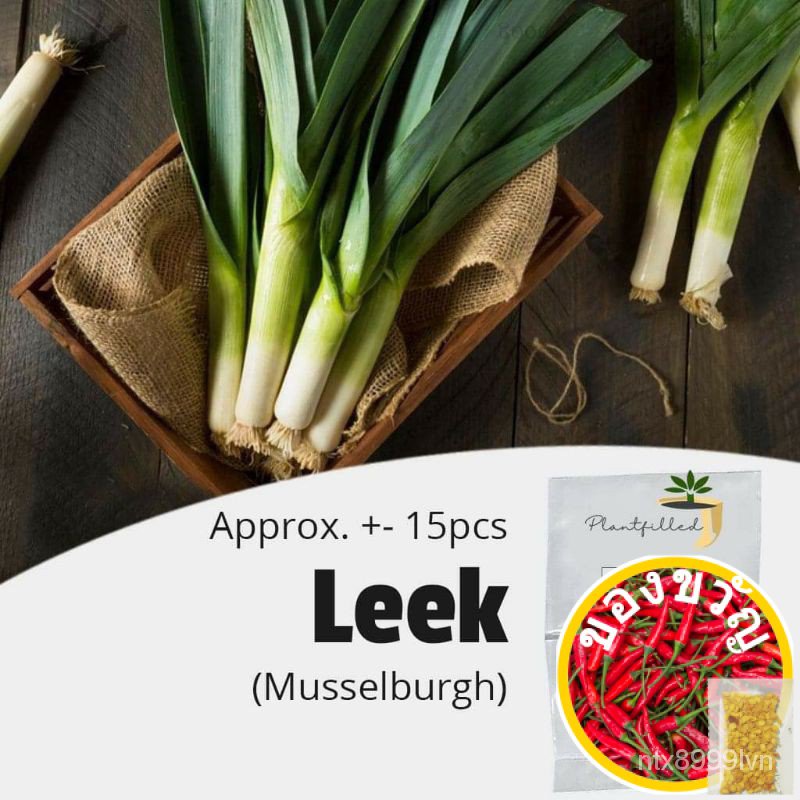 [Plantfilled] Leek Musselburgh เม็ด | S7JZ | Shopee Thailand