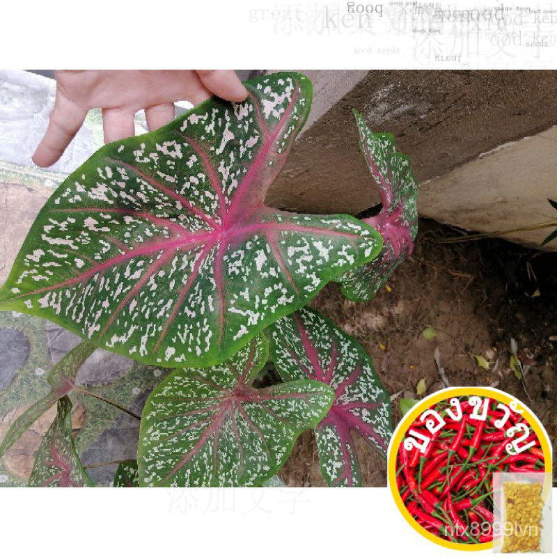 Tricolor Caladium Indoor/outdoor Trous/ผู้ชาย/กางเกง/ชุดชั้นใน/รองเท้า ...