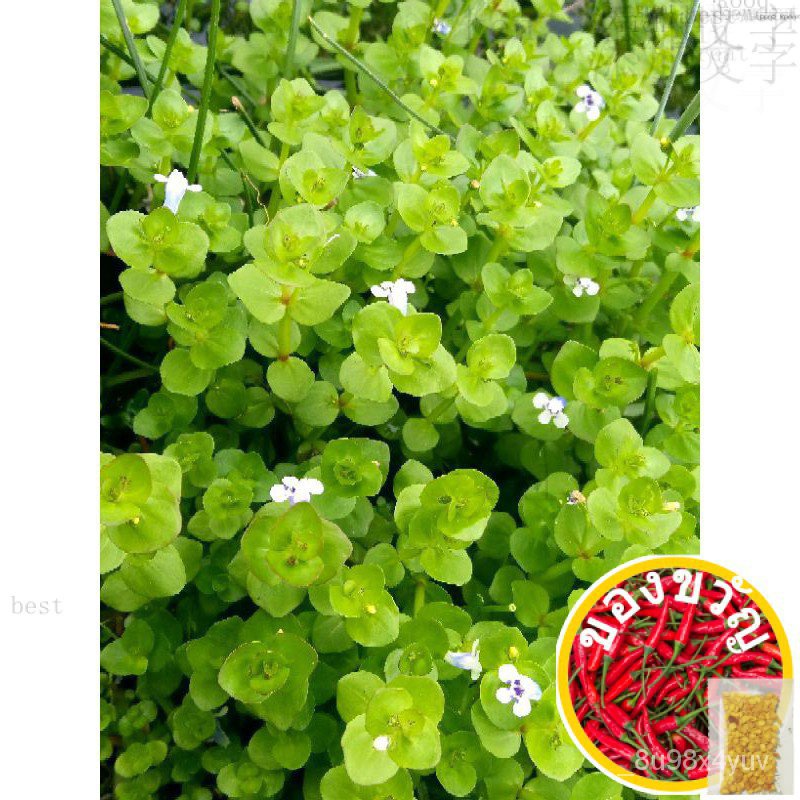 Bacopa lindernia rotundifolia น้ำจืด aquatic Aquarium Pond Water Plant ...