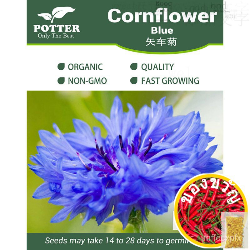 Cornflower Dwarf Blue Flower Seeds,10เมล็ด [ผู้ขายในพื้นที่! จัดส่งรวดเร็ว!] กางเกงชั้นใน /seeds ...