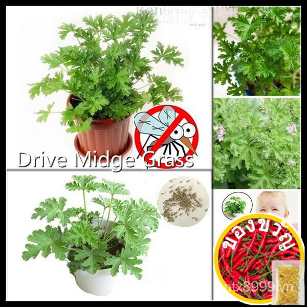 Mozzie rall ขนาด100นิ้ว/นิ้ว MHGH | Shopee Thailand