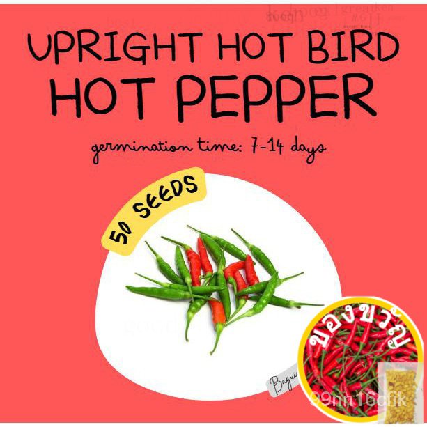 Hot Pepper Upright Hot Bird Repack (ประมาณ45ฟุต) ดอกทานตะวัน/เเก็ก/ดอก ...