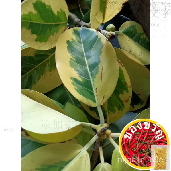 Ficus Altissima/ โรงงานยาง Lemon LIME Matured Stem ยันต์/ผิน/ดอกไม้/ห ...