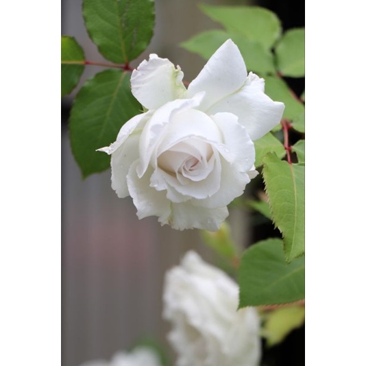 กุหลาบ ครี๊ด (Creed rose) | Shopee Thailand