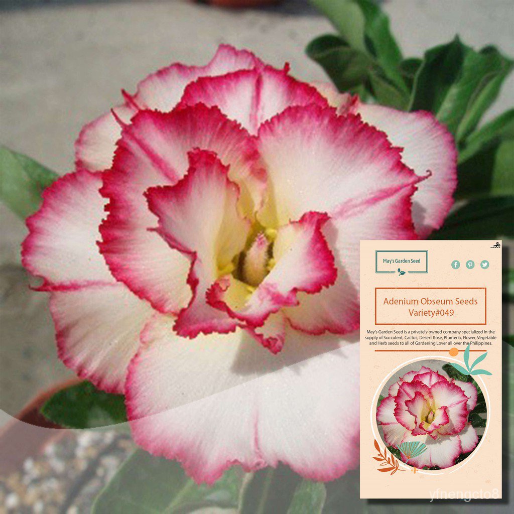 Multi-Petals Red EDGE Desert Rose Seeds,Adenium Seeds-Variety #049เมล็ด ...