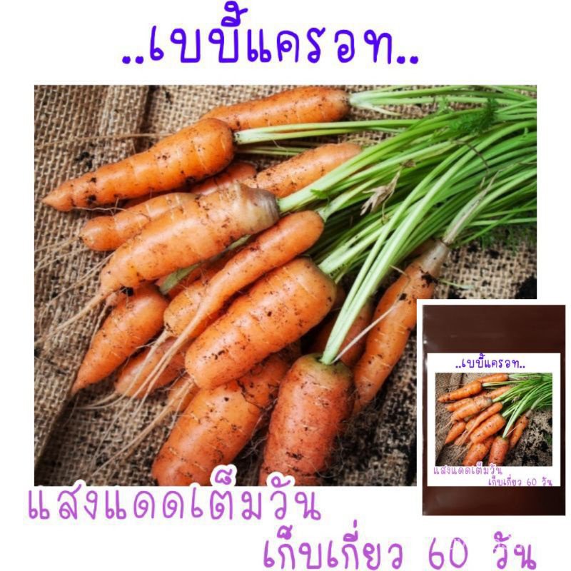เมล็ดพันธุ์ เบบี้แครอท 100 เมล็ด GCJG | Shopee Thailand