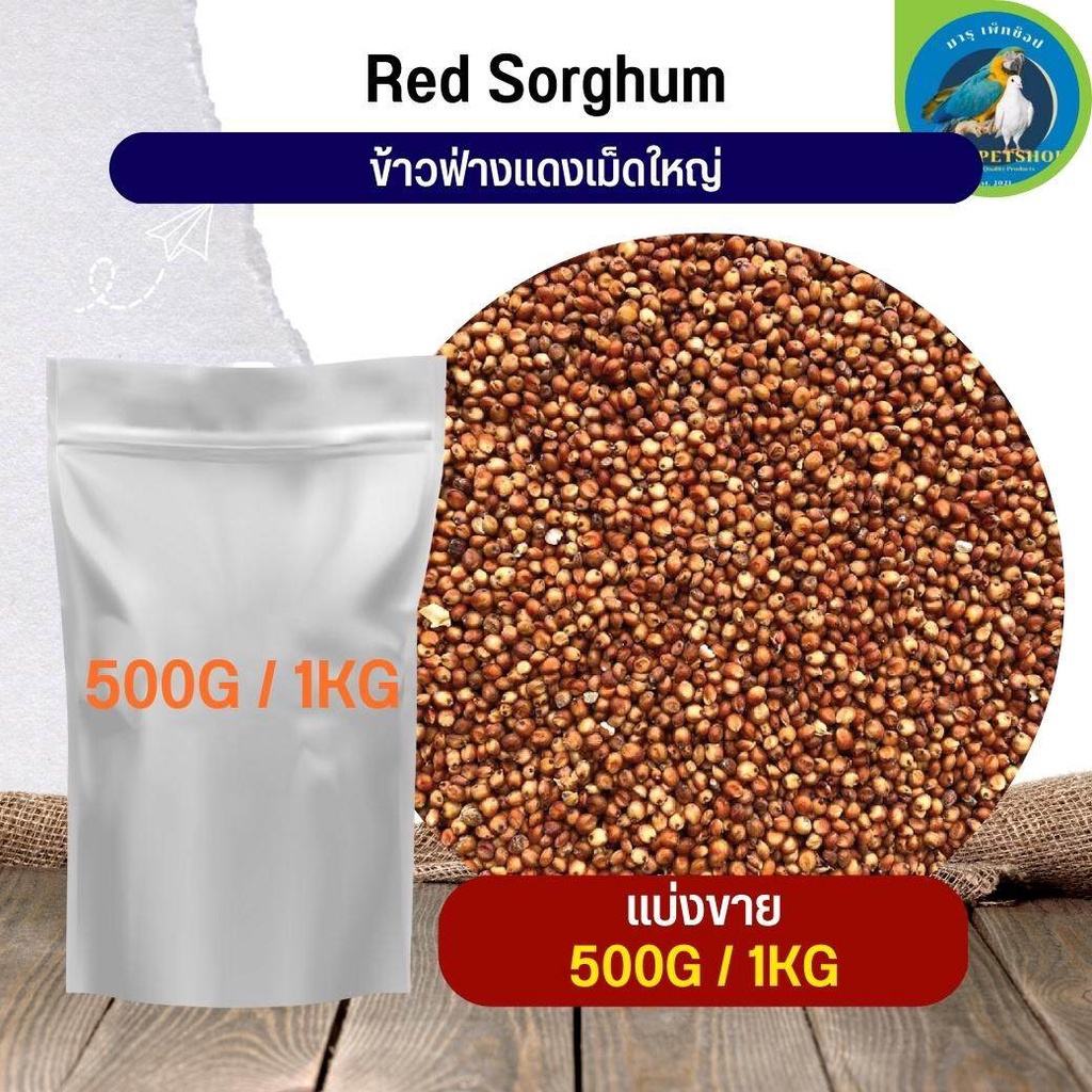 สุดยอด ฟ่างแดงเม็ดใหญ่ Red Dari อาหารนก กระต่าย หนู กระต่าย กระรอก ชู ...