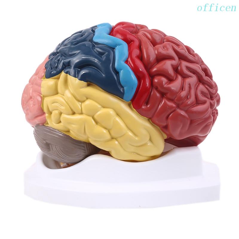 Cen Life Size Human Brain Functional Area Model Anatomy for Science ...