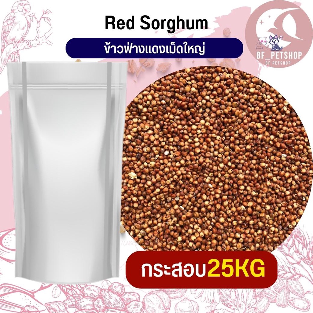 ฟ่างแดงเม็ดใหญ่ Red Dari อาหารนก กระต่าย หนู กระต่าย กระรอก ชูก้า และ ...