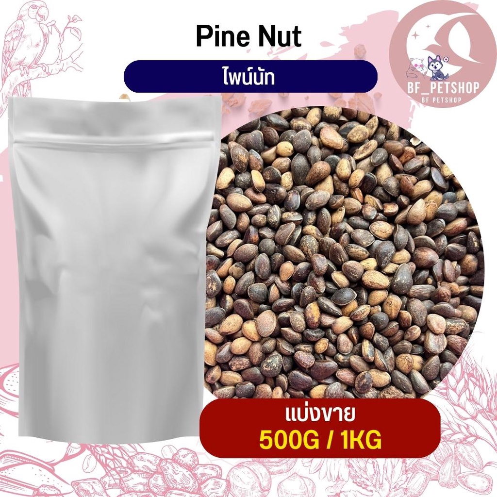 ถั่วไพน์นัท Pine Nut Peaอาหารนก กระต่าย หนู กระรอก ชูก้า และสัตว์ฟันแทะ ...