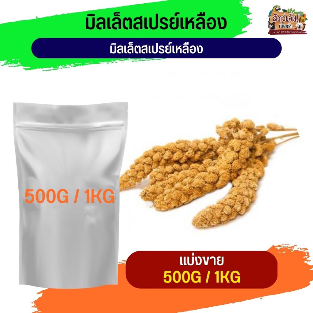 Yellow Millet Sprayมิลเล็ต สเปรย์เหลือง อาหารนกและสัตว์ฟันแทะ (แบ่งขาย ...