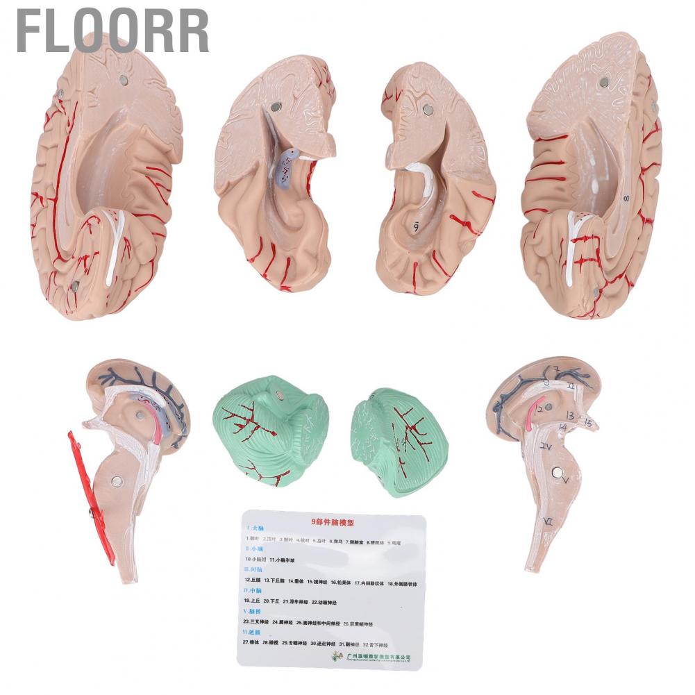 Floorr Brain Model Professional Brain Anatomy Model Removable PVC for ...
