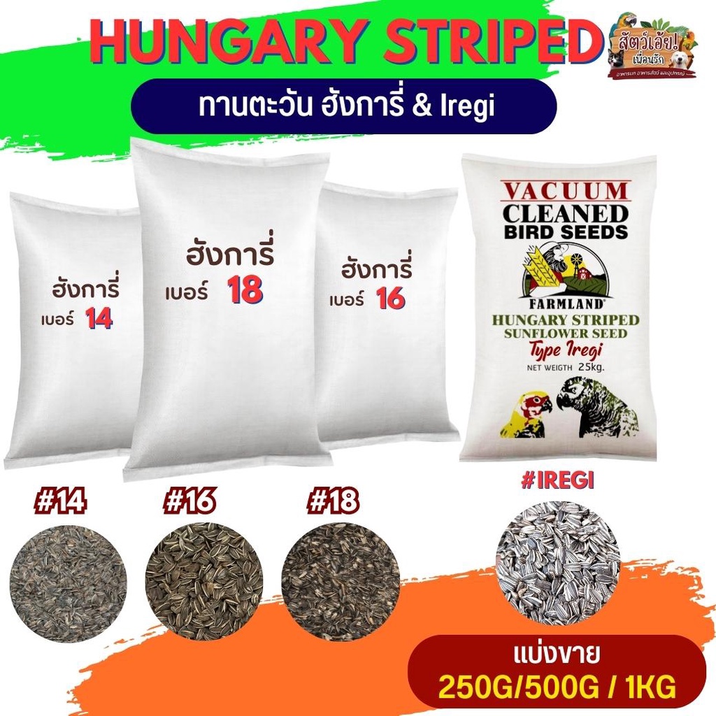 Hungary ทานตะวัน ฮังการี่นอก#14 16 18 iregi อุดมไปด้วยสารอาหาร วิตามิน ...