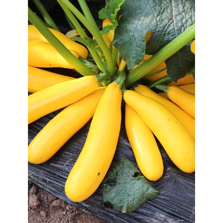 Yellow zucchini cultivar 10 seeds | Shopee Thailand