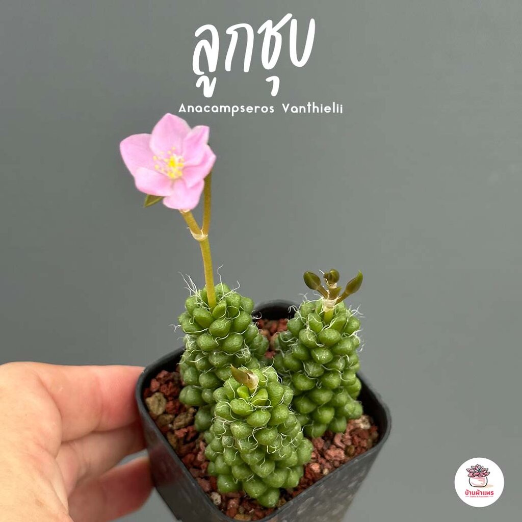 ลูกชุบ Anacampseros Vanthielii ไม้อวบน้ำ กุหลาบหิน แคคตัส กระบองเพชร 0113