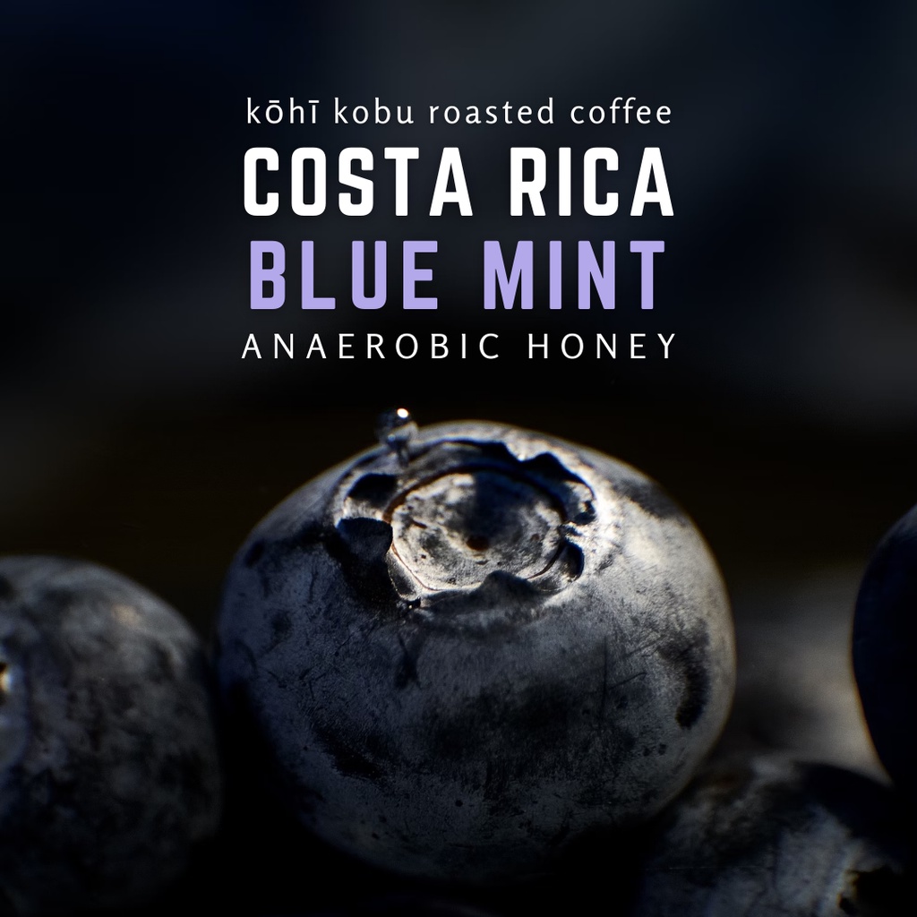 🫐 [บลูเบอรี่ทั้งฟาร์ม] Costa Rica SHB Blue Mint | กาแฟคอสตาริกาบลูมินต์ ...