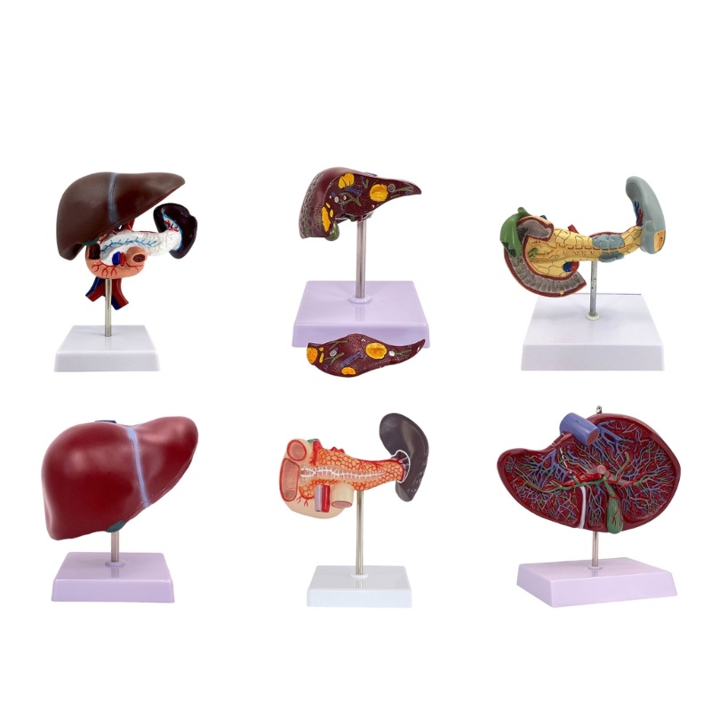 Lala Human Liver Pancreas Duodenum รุ่นชีวิตขนาดตับ Anatomy รุ่น ...