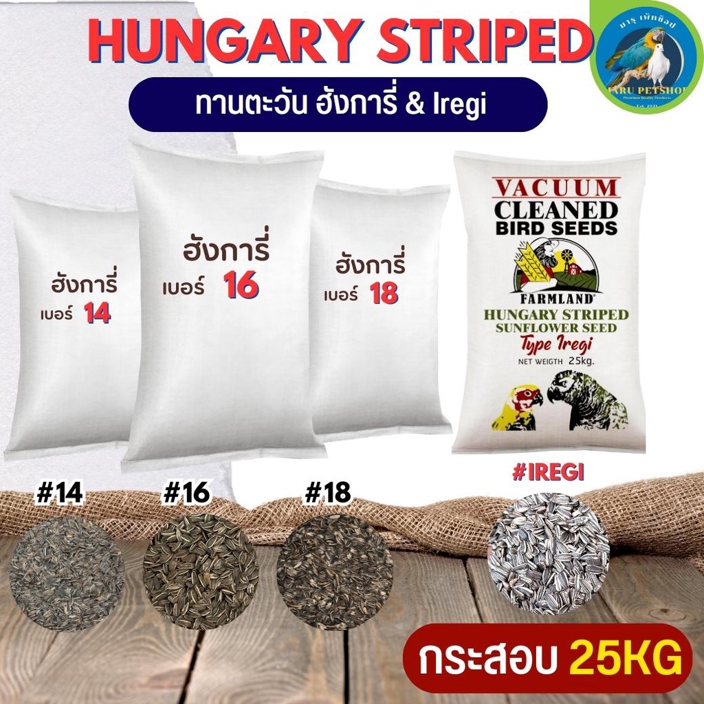 Hungary ทานตะวัน ฮังการี่นอก #14,16,18,IREGI อุดมไปด้วยคุณประโยชน์ ...