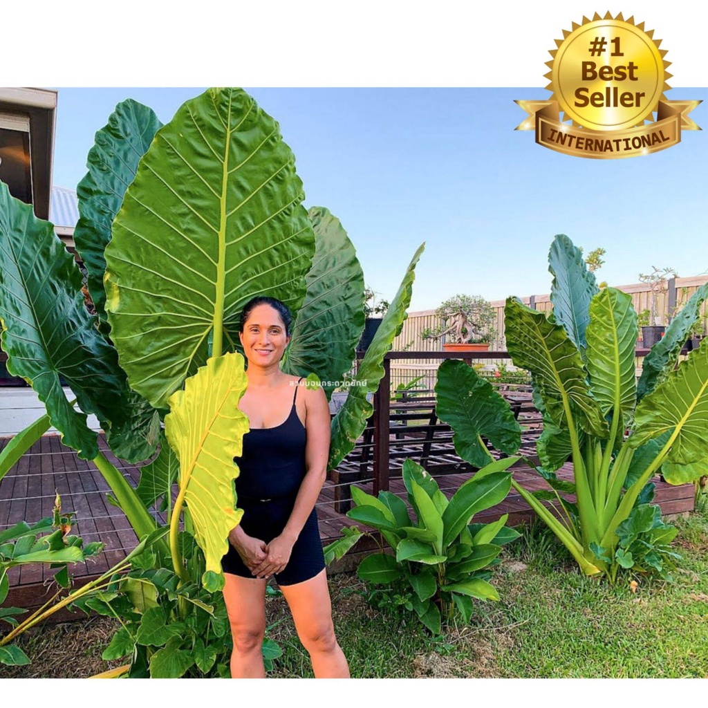 Alocasia Borneo Giant, บอน, กระดาด, ยักษ์, ต้นกระดาด, ต้นบอน | Shopee ...