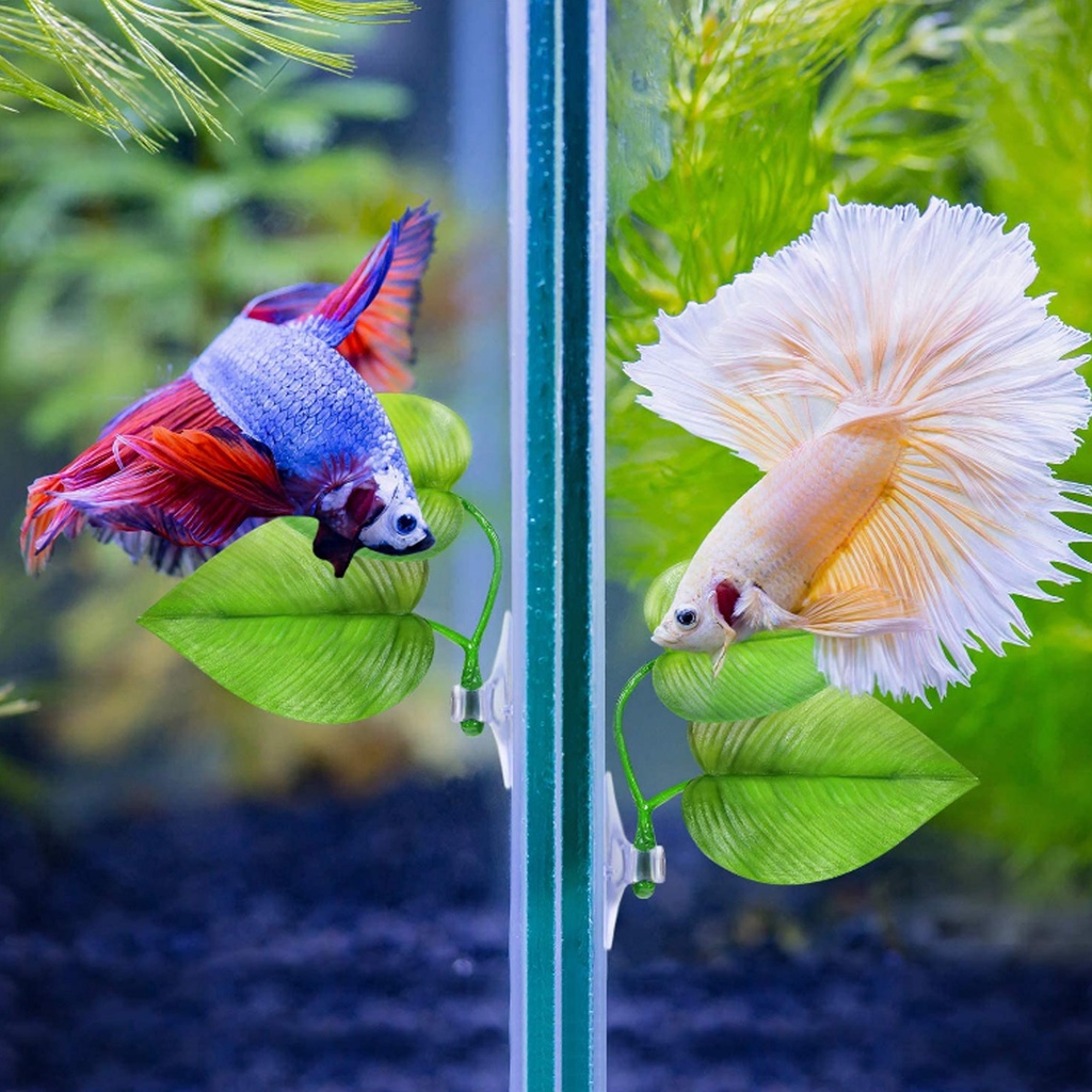 Your Pet Store 4pcs Betta Fish Leaf Plastic Double Resting Spot with ...